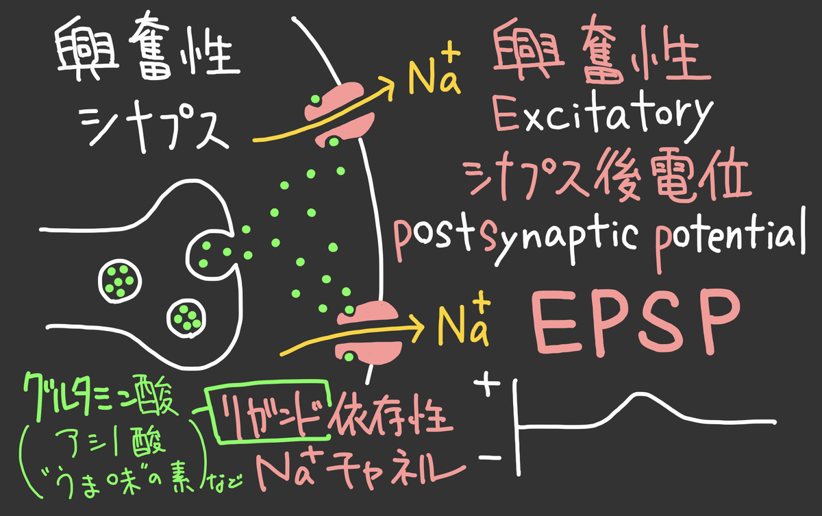 【54】EPSP＆IPSP | SOIL-SHOP生物教材製作所/自習室